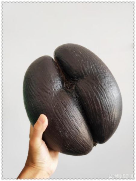 海椰子长什么样_海椰子能吃吗-第2张图片-山城妙识 海椰子长什么样_海椰子能吃吗-第2张图片-山城妙识