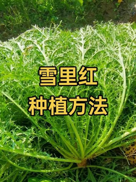 雪里红别名叫什么_雪里红和雪里蕻的区别-第3张图片-山城妙识 雪里红别名叫什么_雪里红和雪里蕻的区别-第3张图片-山城妙识