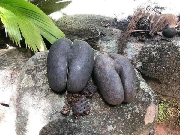 海椰子长什么样_海椰子能吃吗-第1张图片-山城妙识 海椰子长什么样_海椰子能吃吗-第1张图片-山城妙识