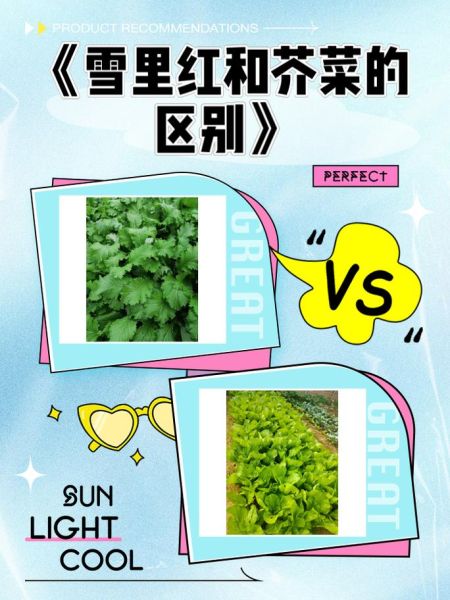 雪里红别名叫什么_雪里红和雪里蕻的区别-第1张图片-山城妙识 雪里红别名叫什么_雪里红和雪里蕻的区别-第1张图片-山城妙识