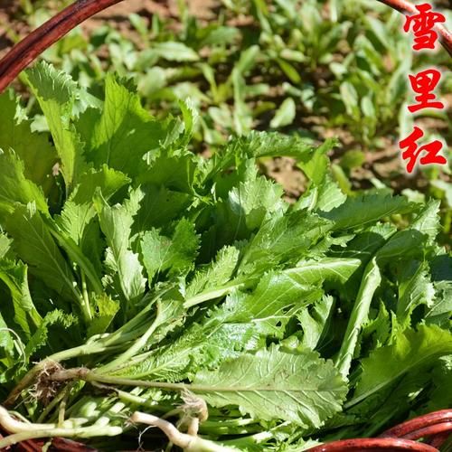 雪里红别名叫什么_雪里红和雪里蕻的区别-第2张图片-山城妙识 雪里红别名叫什么_雪里红和雪里蕻的区别-第2张图片-山城妙识