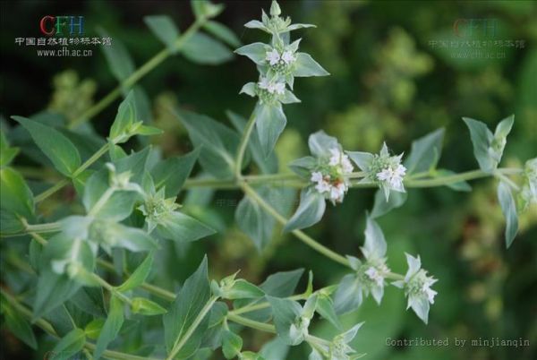 香花菜的功效与作用_香花菜怎么吃最好-第1张图片-山城妙识