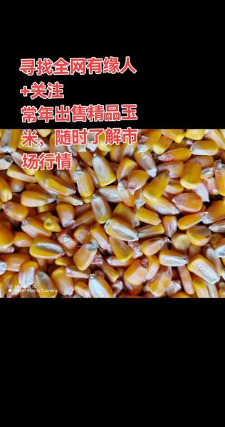 玉米价格最新行情2021年6月_玉米还会涨价吗-第2张图片-山城妙识