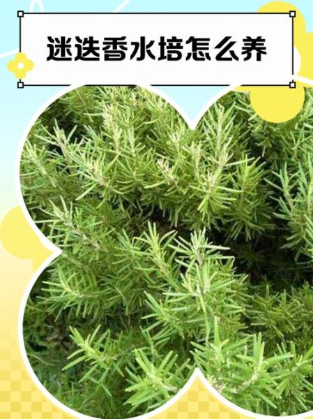 迷迭香叶的功效与作用_迷迭香叶怎么泡水喝-第1张图片-山城妙识 迷迭香叶的功效与作用_迷迭香叶怎么泡水喝-第1张图片-山城妙识