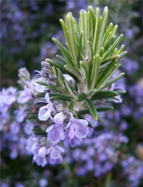 迷迭香叶的功效与作用_迷迭香叶怎么泡水喝-第2张图片-山城妙识 迷迭香叶的功效与作用_迷迭香叶怎么泡水喝-第2张图片-山城妙识