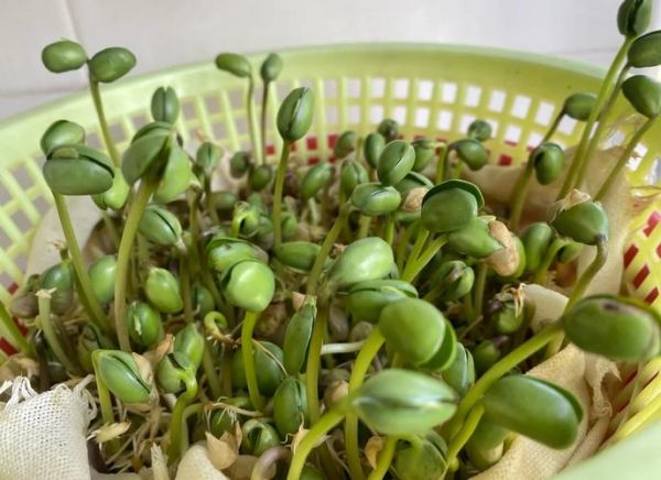 豆苗菜怎么种_豆苗菜的营养价值-第1张图片-山城妙识 豆苗菜怎么种_豆苗菜的营养价值-第1张图片-山城妙识