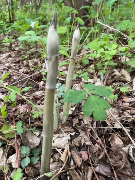 龙须菜有几种啊_龙须菜品种区别-第3张图片-山城妙识 龙须菜有几种啊_龙须菜品种区别-第3张图片-山城妙识