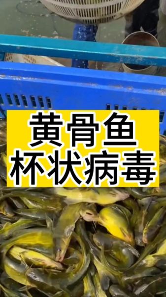 黄骨鱼养殖回收是真的吗_黄骨鱼养殖回收骗局揭秘-第2张图片-山城妙识 黄骨鱼养殖回收是真的吗_黄骨鱼养殖回收骗局揭秘-第2张图片-山城妙识