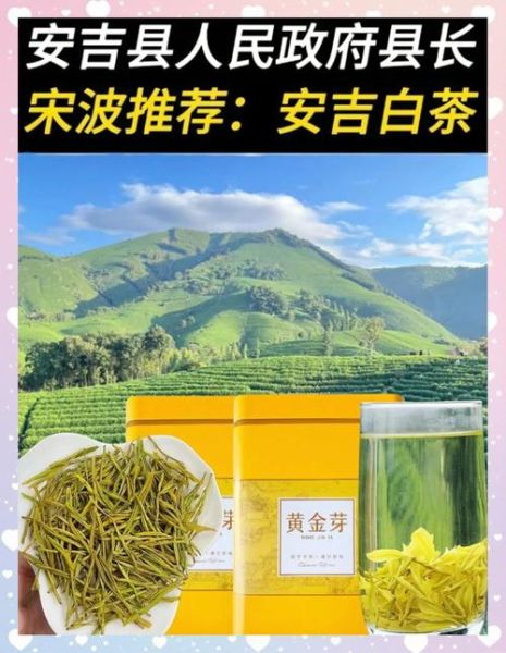 黄金芽属于什么茶_黄金芽是绿茶吗-第3张图片-山城妙识 黄金芽属于什么茶_黄金芽是绿茶吗-第3张图片-山城妙识