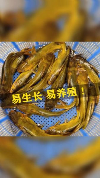 黄骨鱼养殖回收是真的吗_黄骨鱼养殖回收骗局揭秘-第1张图片-山城妙识 黄骨鱼养殖回收是真的吗_黄骨鱼养殖回收骗局揭秘-第1张图片-山城妙识