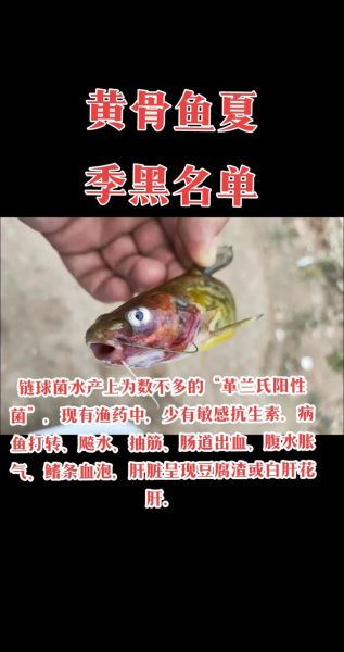 黄骨鱼养殖回收是真的吗_黄骨鱼养殖回收骗局揭秘-第3张图片-山城妙识 黄骨鱼养殖回收是真的吗_黄骨鱼养殖回收骗局揭秘-第3张图片-山城妙识