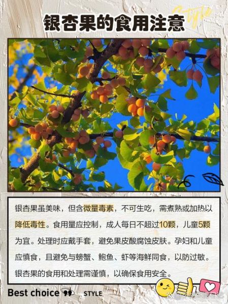 鲜银杏果的功效与作用_鲜银杏果怎么吃最营养-第3张图片-山城妙识 鲜银杏果的功效与作用_鲜银杏果怎么吃最营养-第3张图片-山城妙识