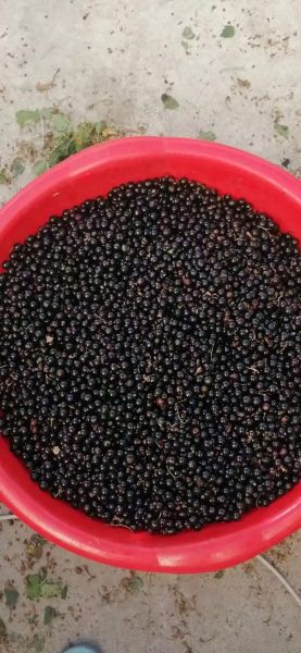 黑加仑干的功效与作用_黑加仑干一天吃多少合适-第1张图片-山城妙识