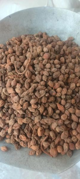 益智仁价格多少钱一斤_益智仁最新行情-第1张图片-山城妙识 益智仁价格多少钱一斤_益智仁最新行情-第1张图片-山城妙识