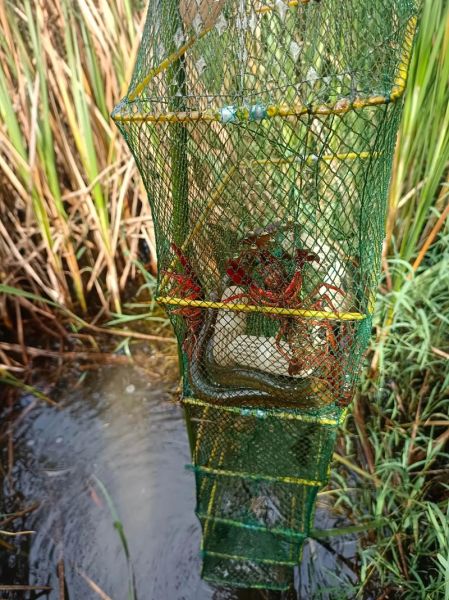 黄鳝吃什么食物_黄鳝最爱吃什么-第3张图片-山城妙识