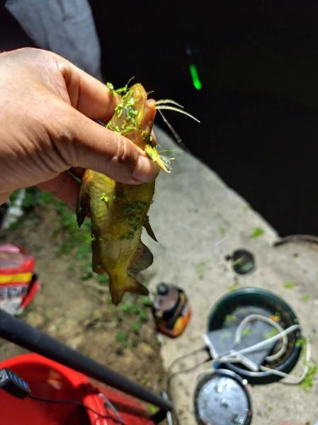 黄鲴鱼怎么钓_黄鲴鱼吃什么饵料-第1张图片-山城妙识 黄鲴鱼怎么钓_黄鲴鱼吃什么饵料-第1张图片-山城妙识