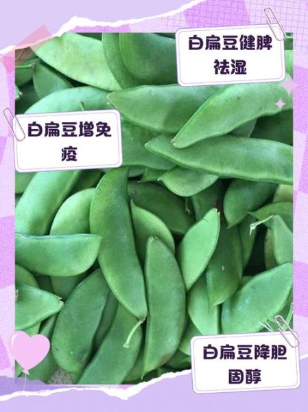 白扁豆的功效与作用_白扁豆怎么吃祛湿健脾-第2张图片-山城妙识