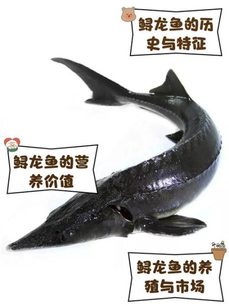 鲟龙鱼为什么要抽鱼筋_鲟龙鱼抽鱼筋有什么作用-第1张图片-山城妙识 鲟龙鱼为什么要抽鱼筋_鲟龙鱼抽鱼筋有什么作用-第1张图片-山城妙识