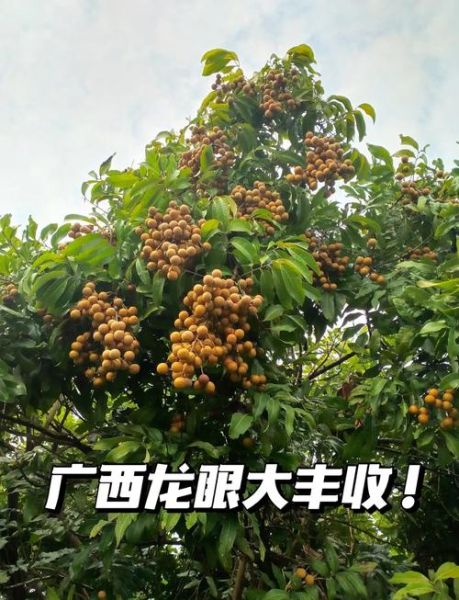 龙眼产地哪里最正宗_龙眼哪里产的最好吃-第1张图片-山城妙识 龙眼产地哪里最正宗_龙眼哪里产的最好吃-第1张图片-山城妙识