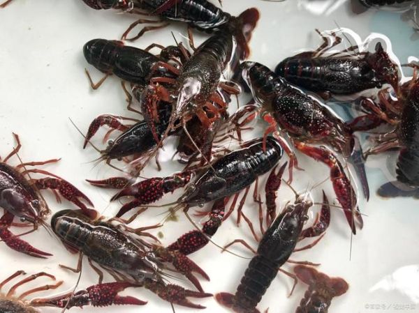 龙虾吃什么食物才能养活_龙虾多久喂一次-第3张图片-山城妙识