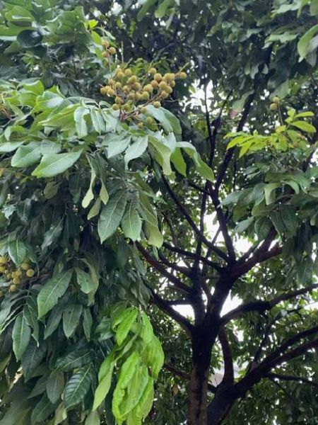 龙眼产地哪里最正宗_龙眼哪里产的最好吃-第2张图片-山城妙识 龙眼产地哪里最正宗_龙眼哪里产的最好吃-第2张图片-山城妙识