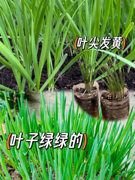 韭黄怎么种_韭黄种植技术视频教程-第2张图片-山城妙识