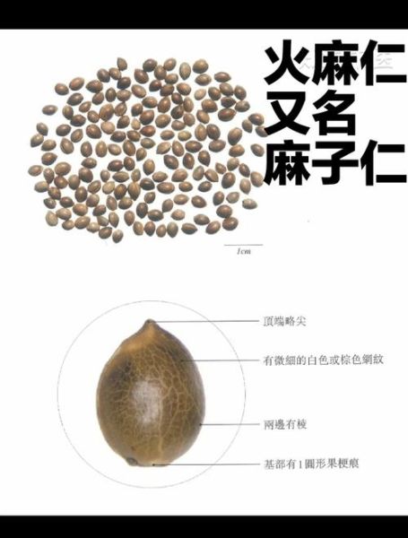 火麻油能治便秘吗_火麻油通便效果怎么样-第3张图片-山城妙识 火麻油能治便秘吗_火麻油通便效果怎么样-第3张图片-山城妙识