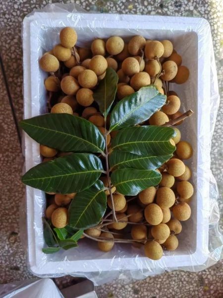 龙眼产地哪里最正宗_龙眼哪里产的最好吃-第3张图片-山城妙识 龙眼产地哪里最正宗_龙眼哪里产的最好吃-第3张图片-山城妙识