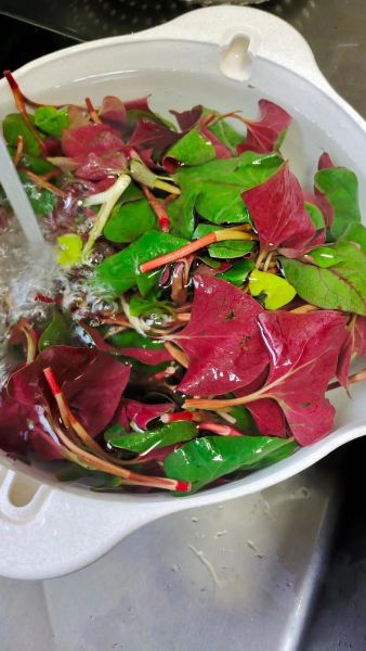 鱼腥草怎么吃法大全_鱼腥草凉拌还是煮水好-第2张图片-山城妙识 鱼腥草怎么吃法大全_鱼腥草凉拌还是煮水好-第2张图片-山城妙识