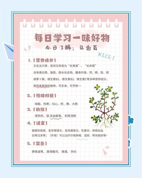 马齿苋禁忌人群有哪些_哪些疾病不能吃马齿苋-第3张图片-山城妙识 马齿苋禁忌人群有哪些_哪些疾病不能吃马齿苋-第3张图片-山城妙识