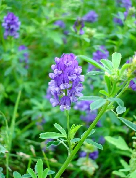 野苜蓿草图片长什么样_野苜蓿草与紫花苜蓿区别-第1张图片-山城妙识 野苜蓿草图片长什么样_野苜蓿草与紫花苜蓿区别-第1张图片-山城妙识