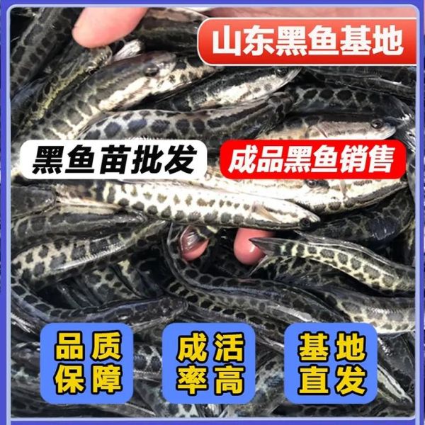 黑鱼苗批发多少钱一斤_黑鱼苗价格行情-第1张图片-山城妙识 黑鱼苗批发多少钱一斤_黑鱼苗价格行情-第1张图片-山城妙识