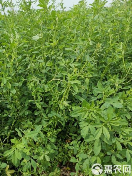 野苜蓿草图片长什么样_野苜蓿草与紫花苜蓿区别-第3张图片-山城妙识 野苜蓿草图片长什么样_野苜蓿草与紫花苜蓿区别-第3张图片-山城妙识