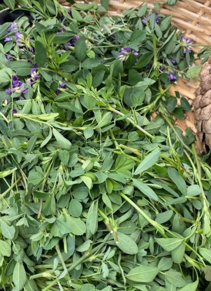 野苜蓿草图片长什么样_野苜蓿草与紫花苜蓿区别-第2张图片-山城妙识 野苜蓿草图片长什么样_野苜蓿草与紫花苜蓿区别-第2张图片-山城妙识