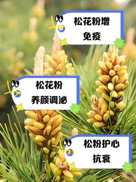 食用花粉的功效与作用_花粉怎么吃效果最好-第2张图片-山城妙识 食用花粉的功效与作用_花粉怎么吃效果最好-第2张图片-山城妙识