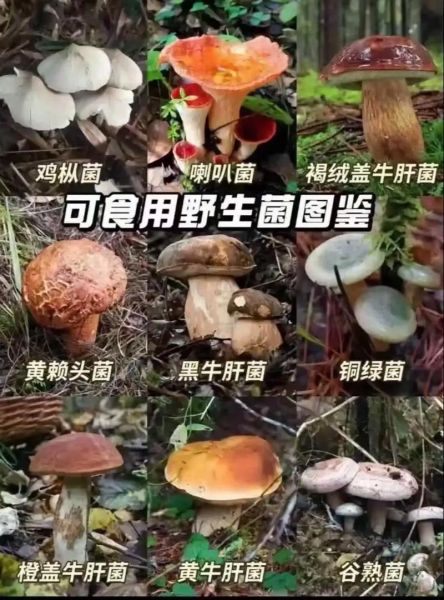 食用菌类大全有哪些_如何识别可食用蘑菇-第3张图片-山城妙识 食用菌类大全有哪些_如何识别可食用蘑菇-第3张图片-山城妙识