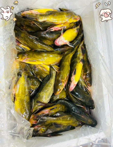 黄辣丁怎么养_黄辣丁养殖注意事项-第2张图片-山城妙识 黄辣丁怎么养_黄辣丁养殖注意事项-第2张图片-山城妙识