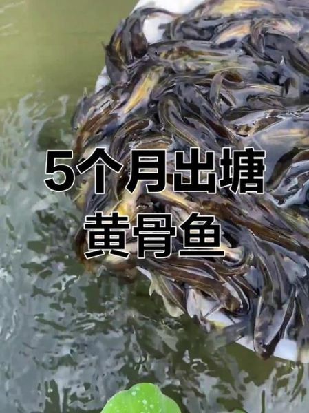 黄辣丁怎么养_黄辣丁养殖注意事项-第3张图片-山城妙识 黄辣丁怎么养_黄辣丁养殖注意事项-第3张图片-山城妙识