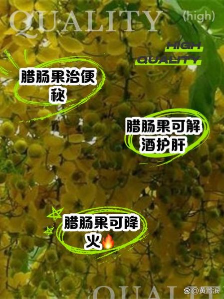 腊肠树果的功效与副作用_能吃吗-第1张图片-山城妙识