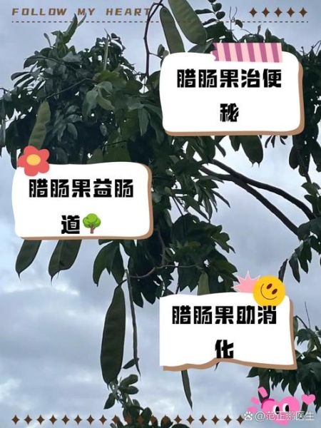 腊肠树果的功效与副作用_能吃吗-第3张图片-山城妙识