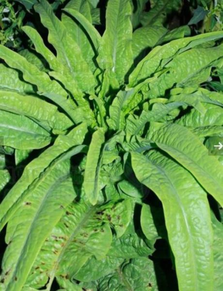 莴苣和生菜的区别_油麦菜是生菜吗-第1张图片-山城妙识