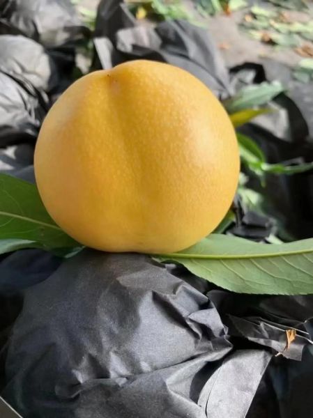 黄油桃品种有哪些_黄油桃哪个品种最甜-第1张图片-山城妙识 黄油桃品种有哪些_黄油桃哪个品种最甜-第1张图片-山城妙识