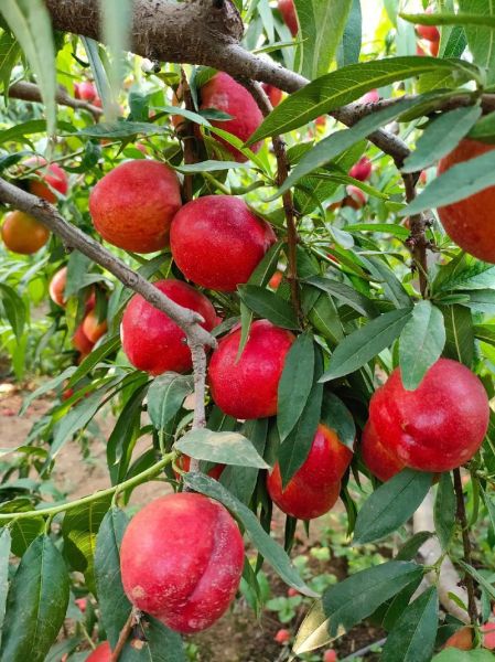 黄油桃品种有哪些_黄油桃哪个品种最甜-第2张图片-山城妙识 黄油桃品种有哪些_黄油桃哪个品种最甜-第2张图片-山城妙识