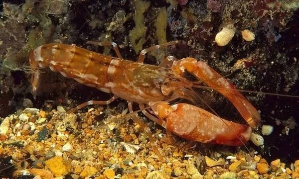 鼓虾为什么会发出枪声_鼓虾和手枪虾区别-第1张图片-山城妙识