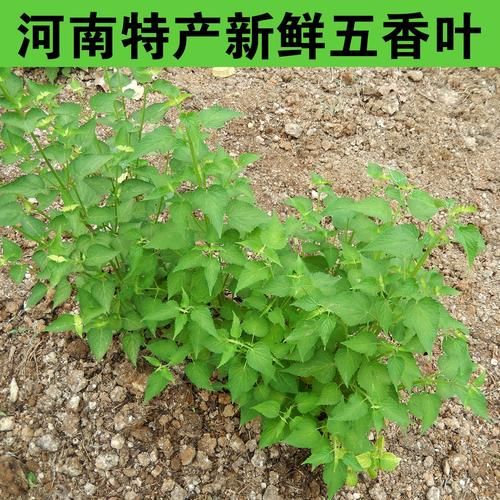 鱼香叶是什么_鱼香叶怎么吃-第3张图片-山城妙识 鱼香叶是什么_鱼香叶怎么吃-第3张图片-山城妙识