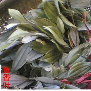 鱼香叶是什么_鱼香叶怎么吃-第2张图片-山城妙识 鱼香叶是什么_鱼香叶怎么吃-第2张图片-山城妙识