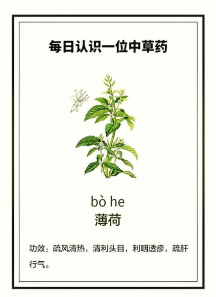 鱼香叶是什么_鱼香叶怎么吃-第1张图片-山城妙识 鱼香叶是什么_鱼香叶怎么吃-第1张图片-山城妙识