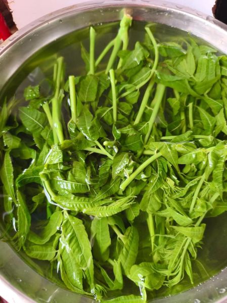 香椿芽怎么腌制_盐腌香椿芽的正确方法-第1张图片-山城妙识