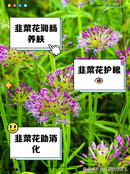 韭菜花的功效与作用_韭菜花怎么吃最健康-第1张图片-山城妙识 韭菜花的功效与作用_韭菜花怎么吃最健康-第1张图片-山城妙识
