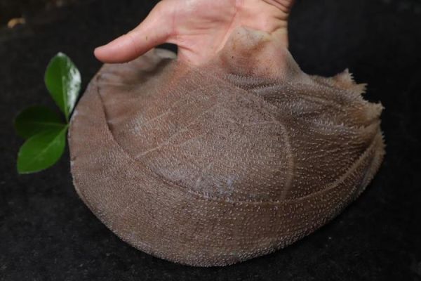 黑毛肚是什么_黑毛肚和毛肚区别-第2张图片-山城妙识 黑毛肚是什么_黑毛肚和毛肚区别-第2张图片-山城妙识